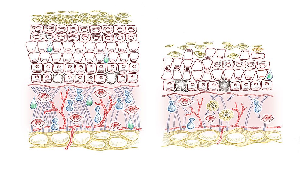 The right care for your changing skin - Magazine - Weleda