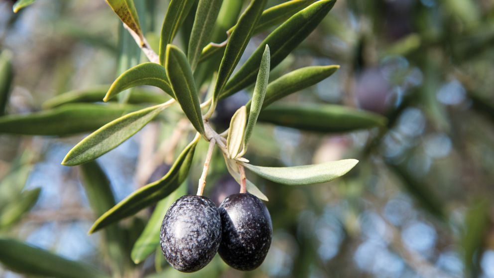 Which plant oil is the best for your skin - Magazine - Weleda