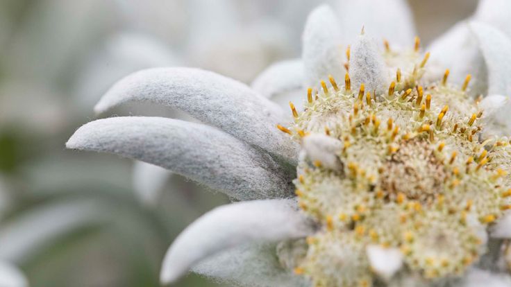 Edelweiss is a rare beauty - Weleda - Magazine - Weleda