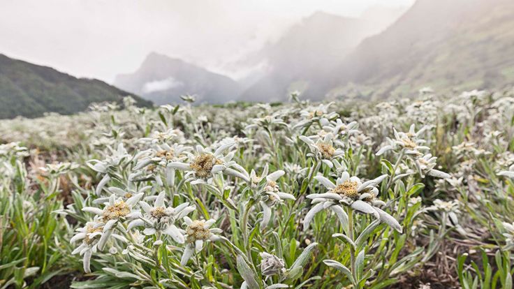 Edelweiss is a rare beauty - Weleda - Magazine - Weleda