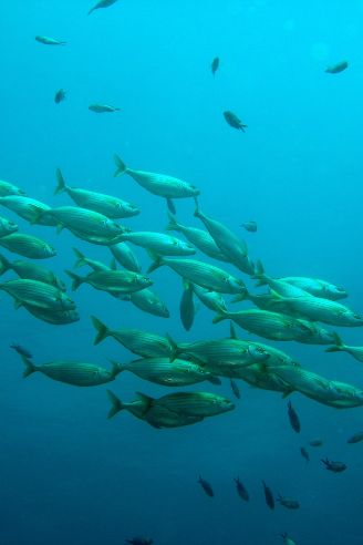 A brief overview of biodiversity - Magazine - Weleda