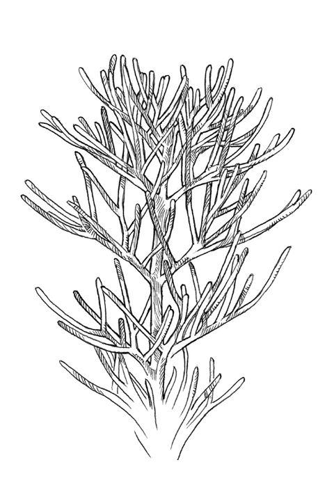Botanical Profile of a plant: Chamomile - Magazine - Weleda