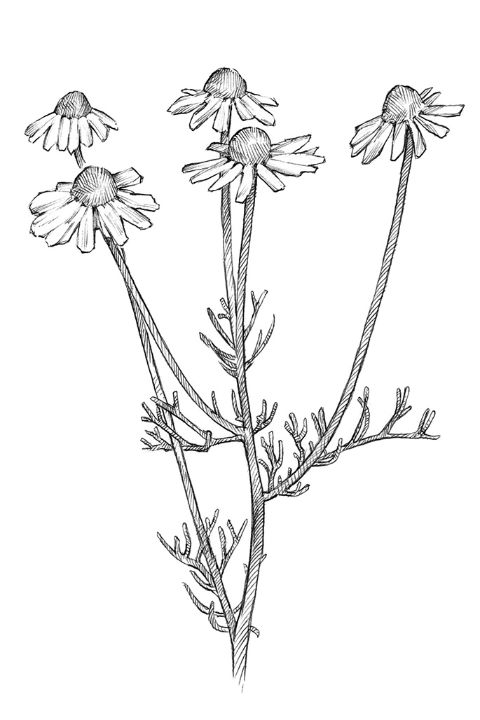 Botanical Profile of a plant: Chamomile - Magazine - Weleda
