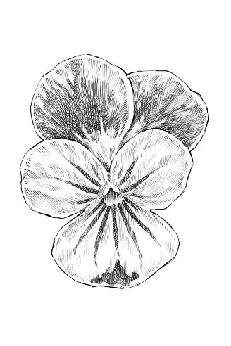 Pansy: Botanical Profile of a plant - Magazine - Weleda