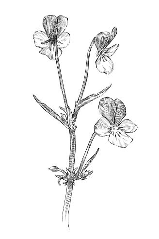 Pansy: Botanical Profile of a plant - Magazine - Weleda