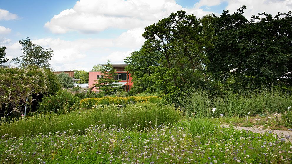 How do medicinal plants work? - Magazine - Weleda