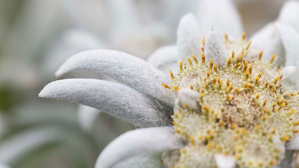 Edelweiss from Valais - Weleda - Magazine - Weleda