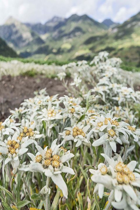 Edelweiss from Valais - Weleda - Magazine - Weleda