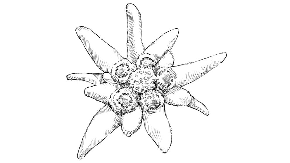 Edelweiss – naturally antioxidant - Magazine - Weleda