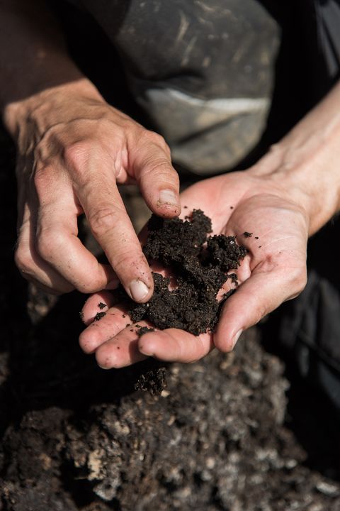 How to recognize healthy soil - Magazine - Weleda