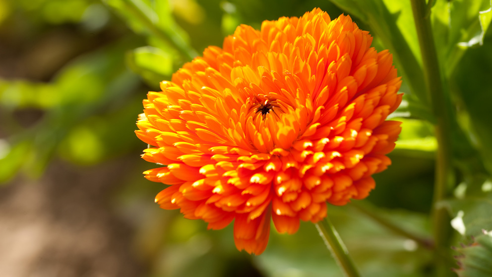 Botanical Profile: Calendula - Magazine - Weleda