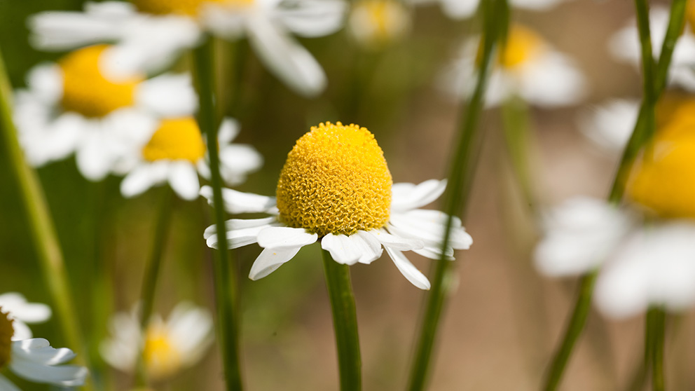 Botanical Profile of a plant: Chamomile - Magazine - Weleda