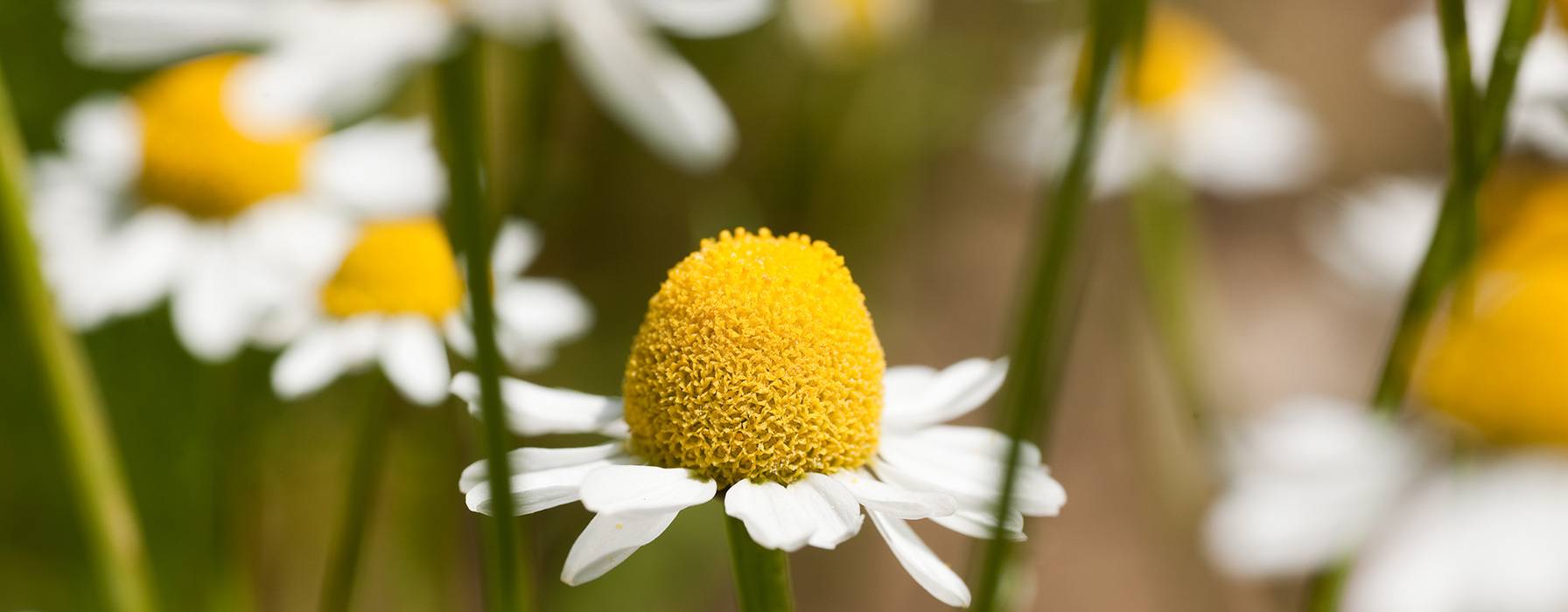 Botanical Profile of a plant: Chamomile - Magazine - Weleda