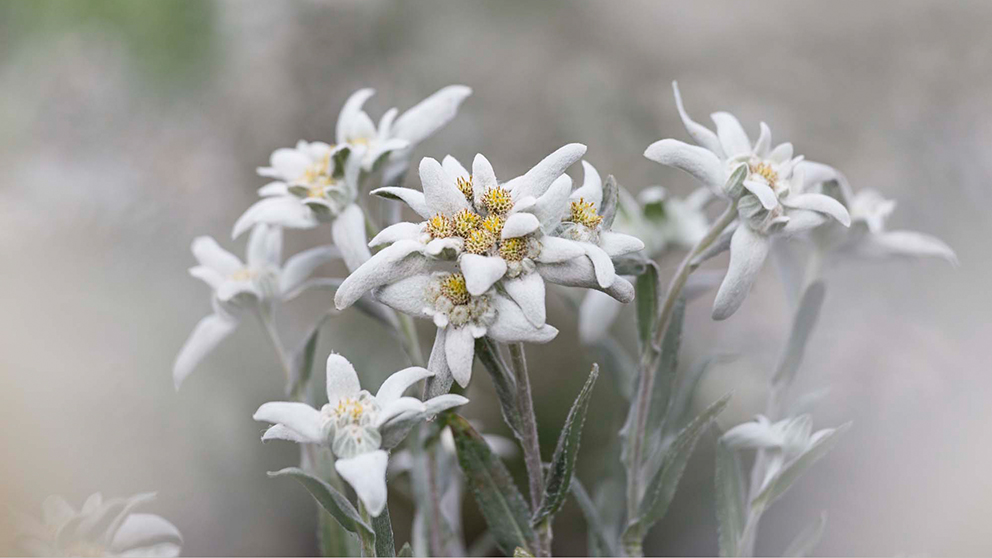 The leaves of the edelweiss plant form a basal rosette on rocky soi...