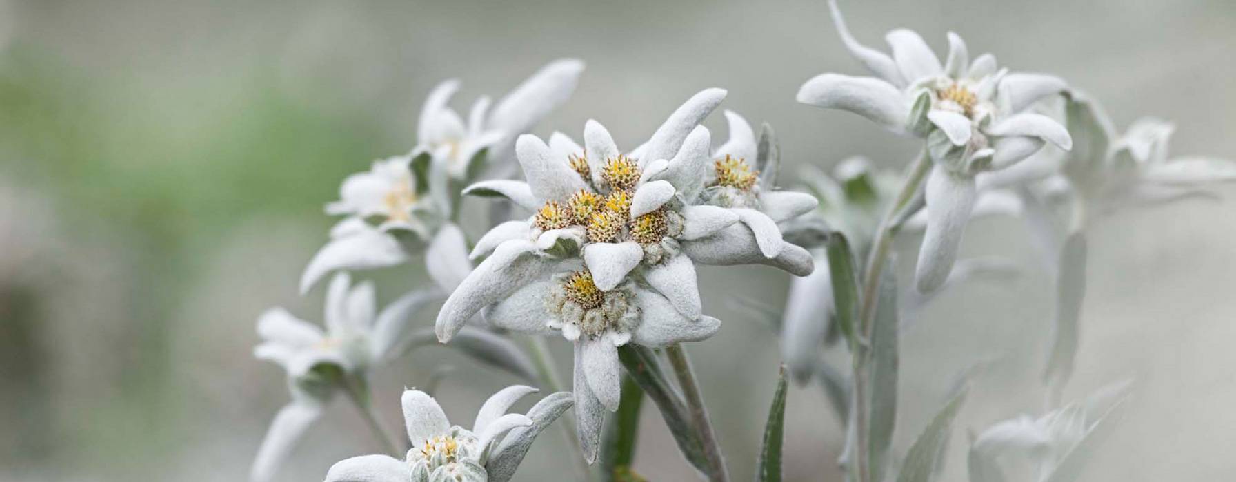 The leaves of the edelweiss plant form a basal rosette on rocky soi...