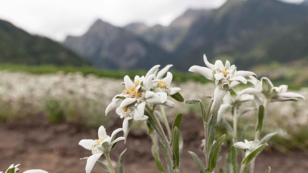Edelweiss from Valais - Weleda - Magazine - Weleda