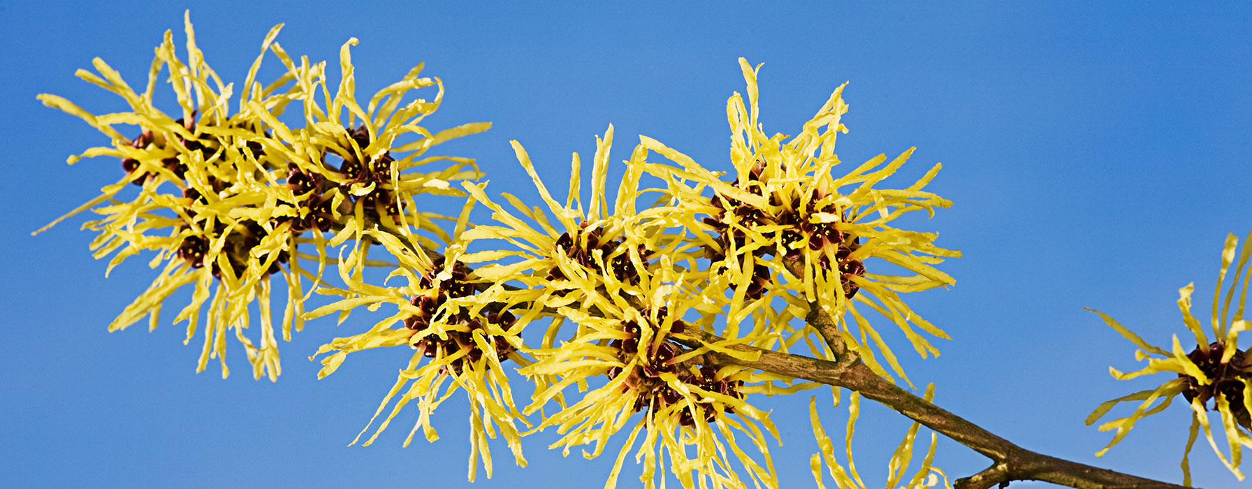 Witch Hazel flowers throughout winter into February. - Magazine - W...